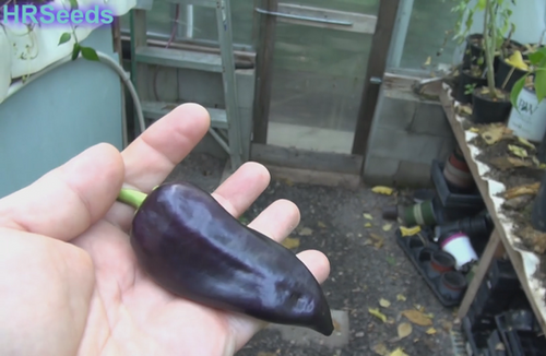 Purple Marconi Pepper | hrseeds