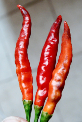 Assam Pepper | hrseeds