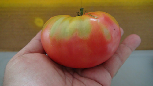 1884 Tomato | hrseeds