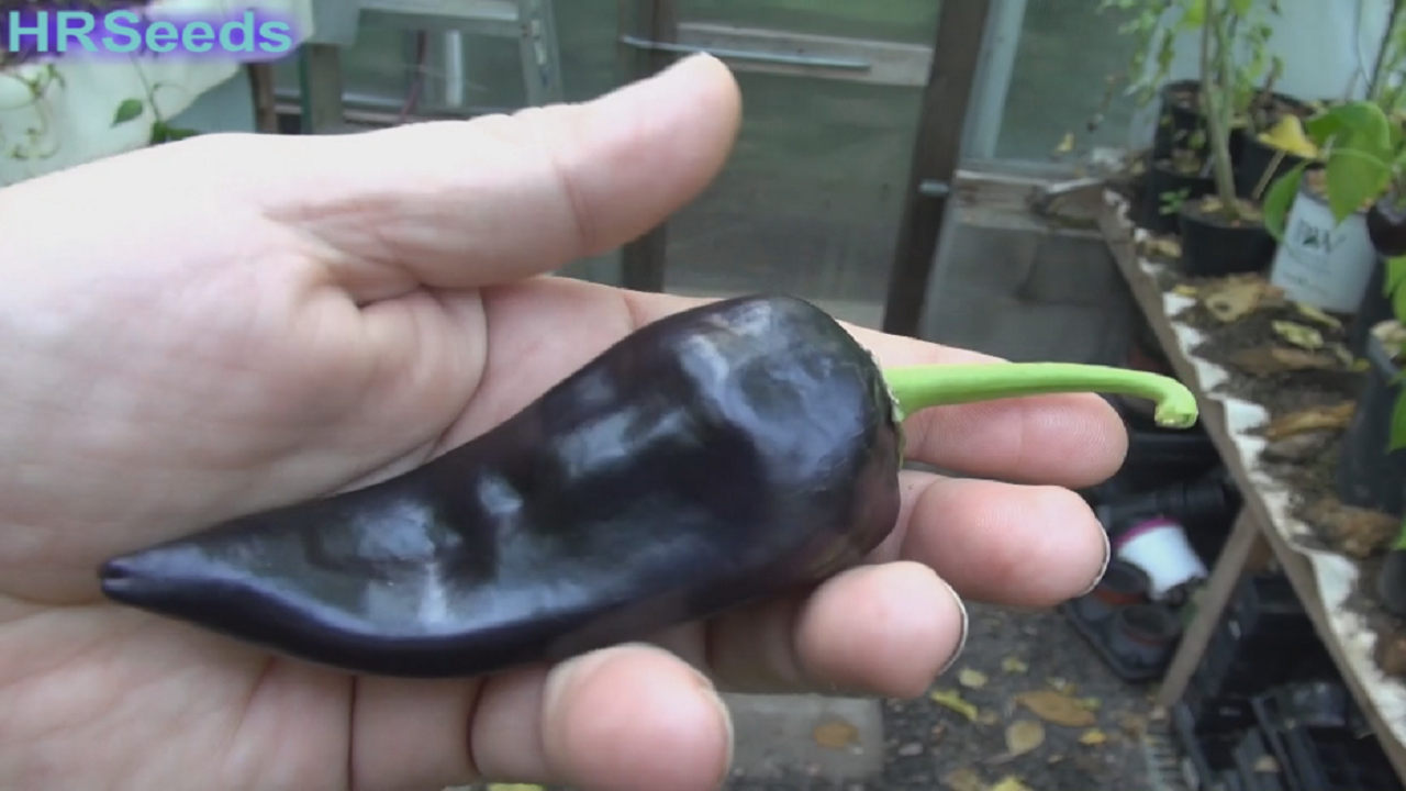 Purple Marconi Pepper | HRSeeds