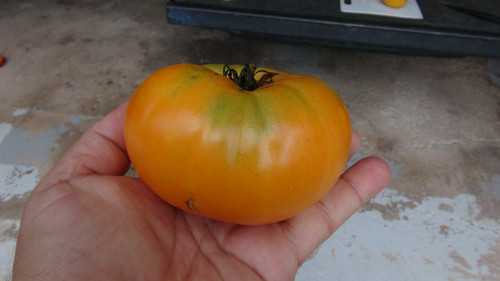 Persimmon Tomato | hrseeds