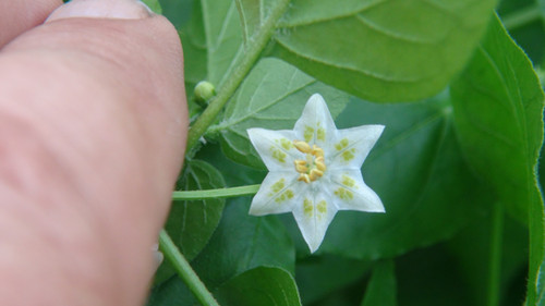 CAP 212 Pepper | HRSeeds
