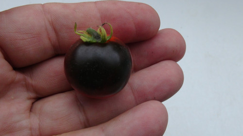 Purple Boy Micro Dwarf Tomato | hrseeds