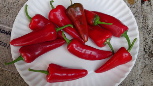 Honeypeno Pepper | hrseeds