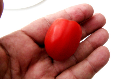 Southern Palmyra Tomato | hrseeds