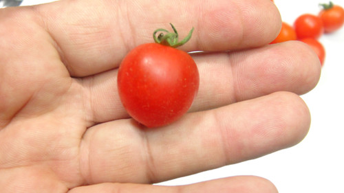 Heart Breaker Twiggy Red F-2 Micro Dwarf Tomato | HRSeeds