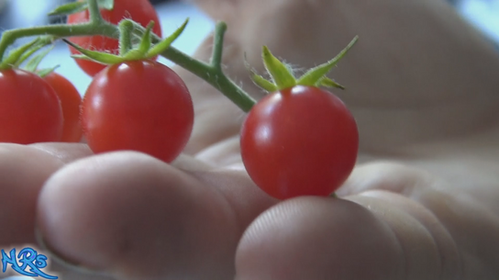 Matt's Wild Cherry Tomato | HRSeeds