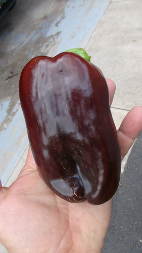 Chocolate Beauty Bell Pepper | hrseeds