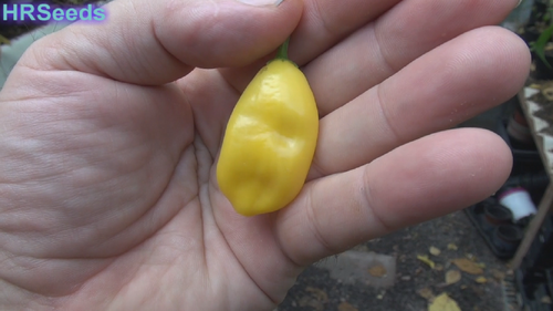 Aji Penec Yellow Pepper | hrseeds