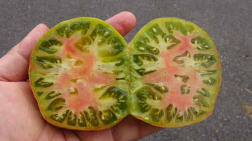 Harvard Square Tomato | hrseeds