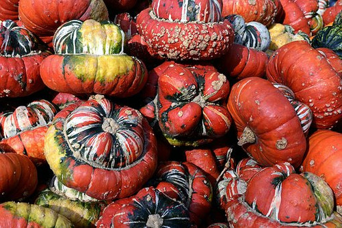 Turk's Turban Gourd | hrseeds