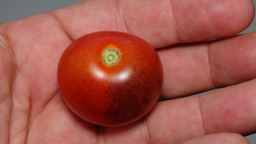 J&L Midnight Select Tomato | HRSeeds