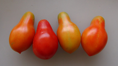 Pakenham Pear Tomato | hrseeds