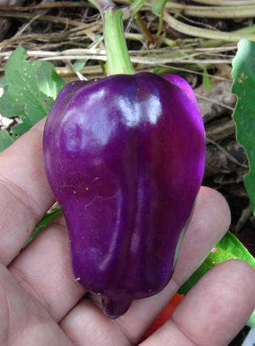 Bohemian Baron Pepper | hrseeds