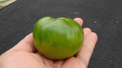 Georgia Green Tomato | hrseeds