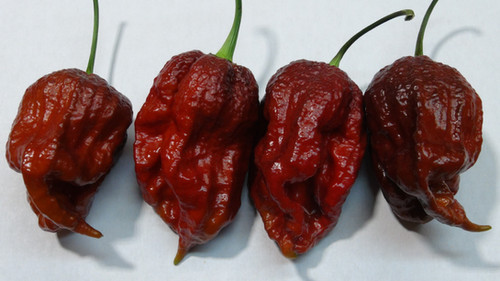 Defko Pepper Dried & Powders | hrseeds