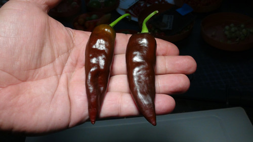 Ethiopian Brown Berbere Pepper | HRSeeds