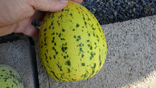 Crack Melon | hrseeds
