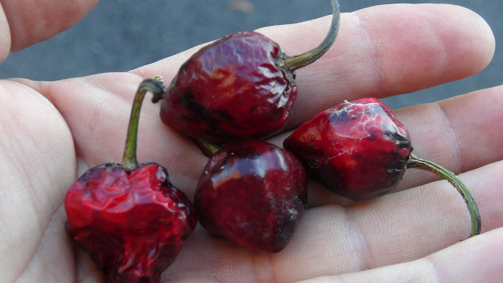 Purple Ufo Pepper | hrseeds