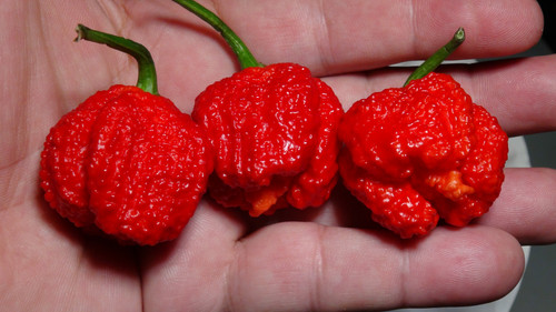 7 Pot Original Red Pepper | hrseeds