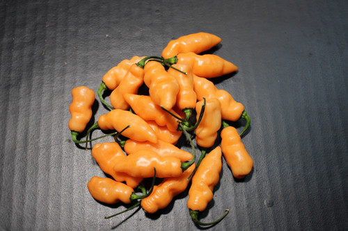 Fidalgo Roxa x Grao de Bode Pepper | HRSeeds
