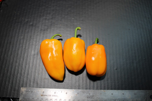 Golden Liberty Bell Pepper | HRSeeds