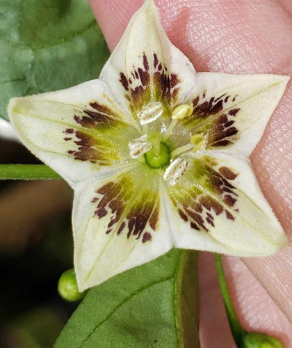 Capsicum Flexuosum Red Flower Pepper | hrseeds