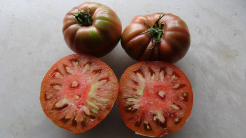 Adelaide Festival Dwarf Tomato | HRSeeds