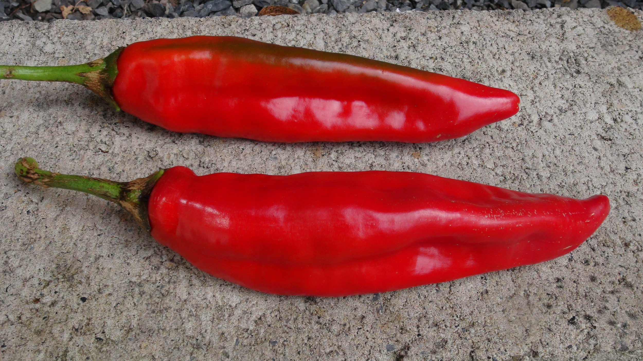 Puya Chile Pepper | HRSeeds