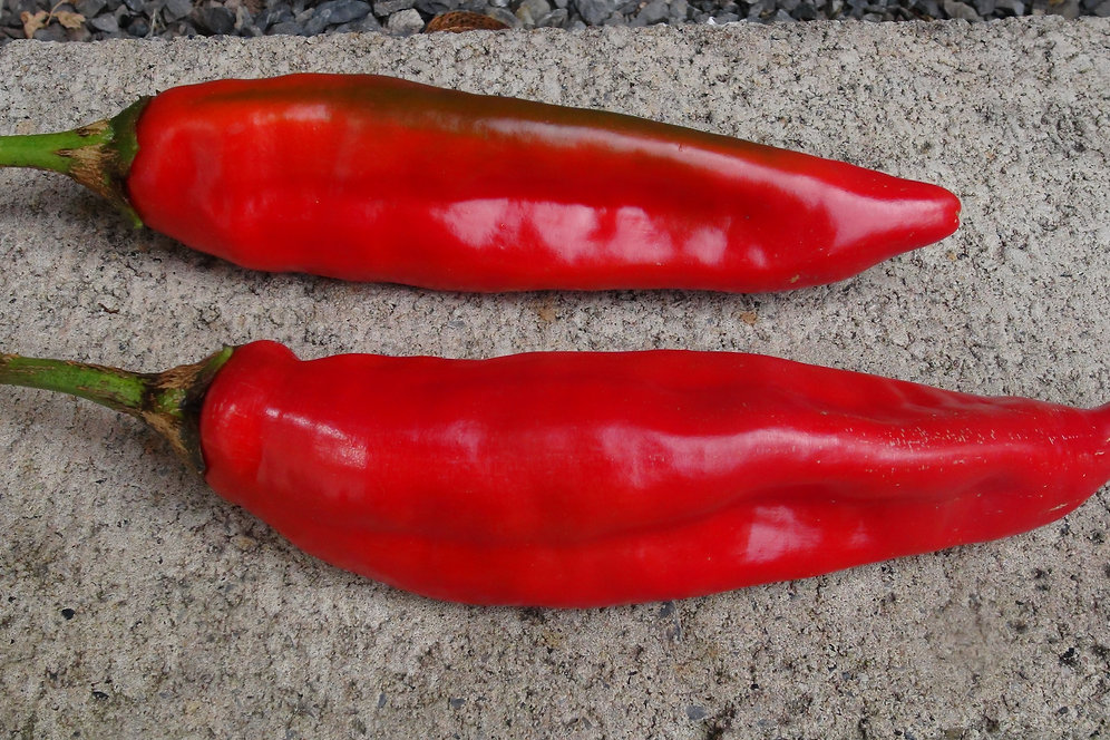 Puya Chile Pepper | hrseeds