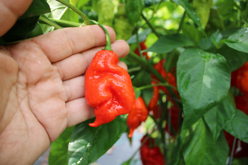 Zombie Scorpion Pepper | HRSeeds