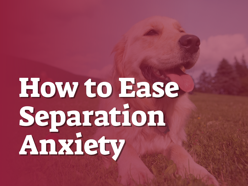 How to Ease Separation Anxiety