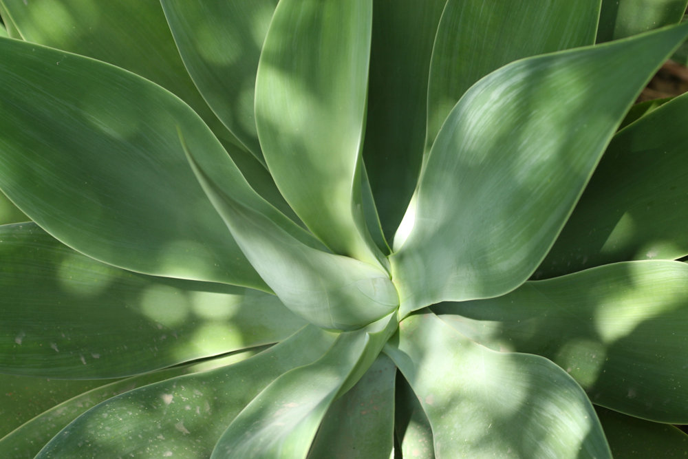 Umthi Beauty Ingredients That Benefit Your Hair & Scalp