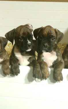 BOXER PUPPIES FOR SALE | Colorado Springs | Beyond Beautiful Boxers