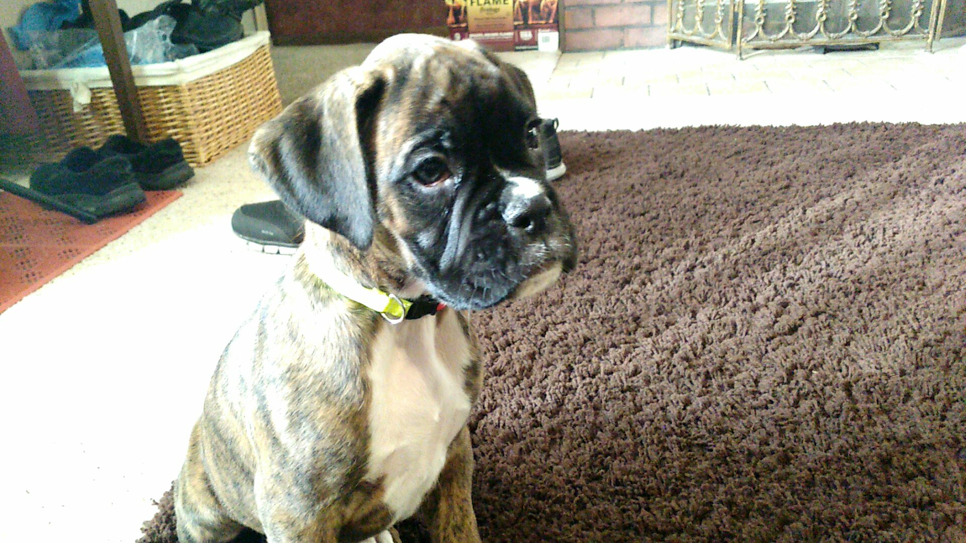 BOXER PUPPIES FOR SALE | Colorado Springs | Beyond Beautiful Boxers