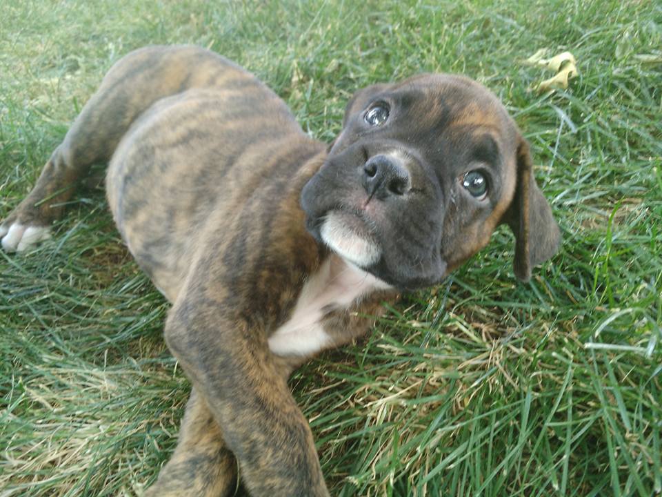 BOXER PUPPIES FOR SALE | Colorado Springs | Beyond Beautiful Boxers