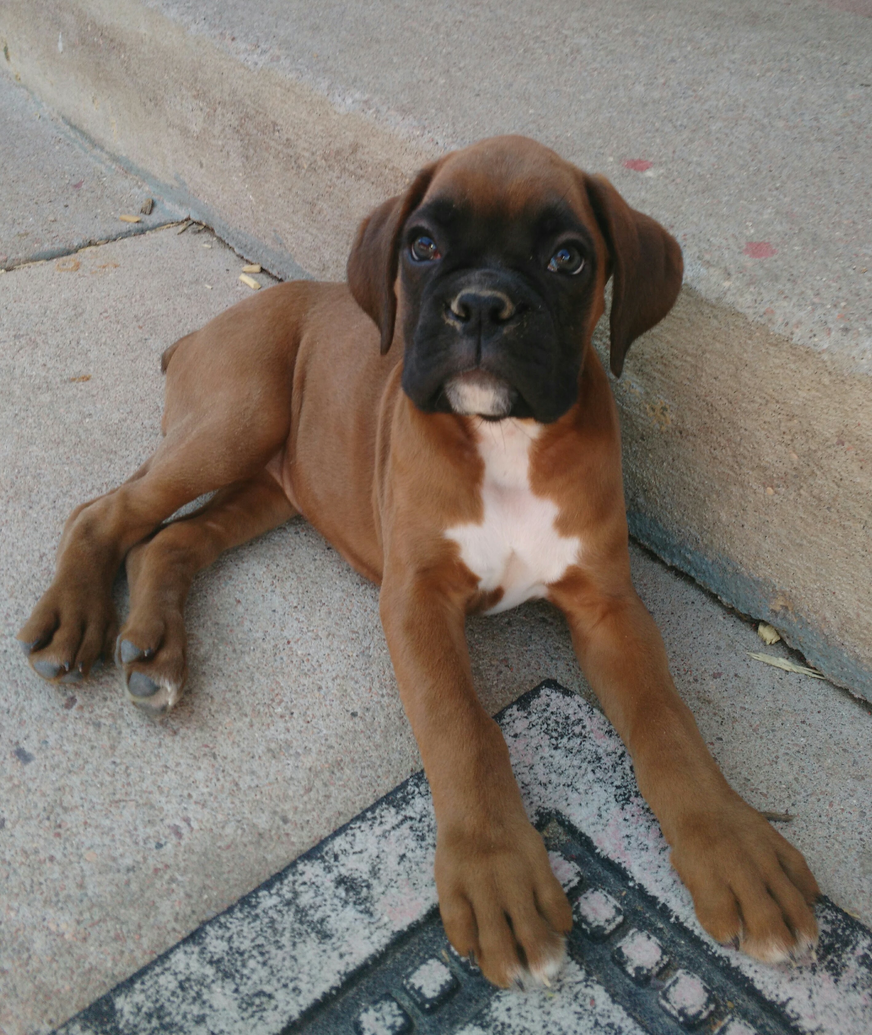 OUR BOXERS | Beyond Beautiful Boxers