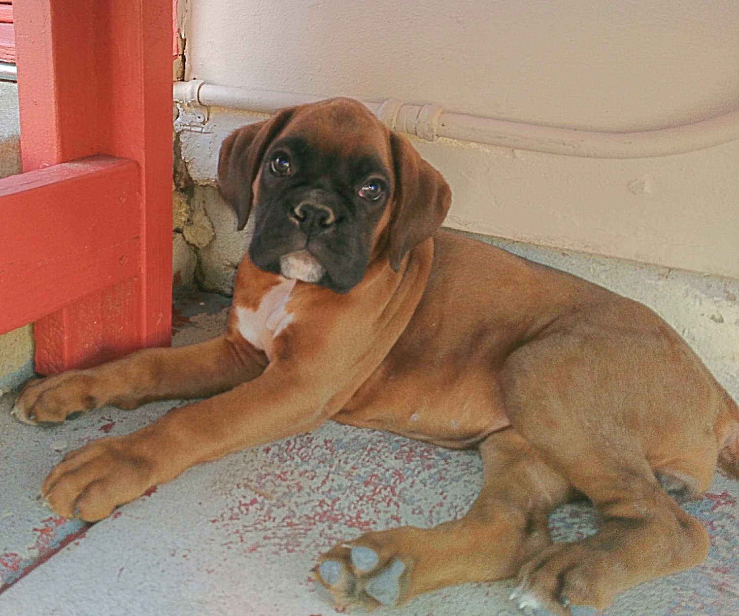 OUR BOXERS | Beyond Beautiful Boxers