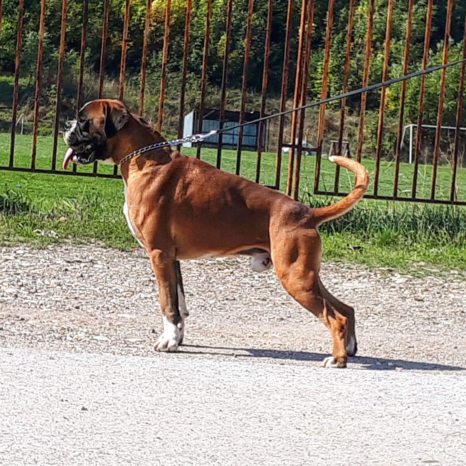 OUR BOXERS | Beyond Beautiful Boxers