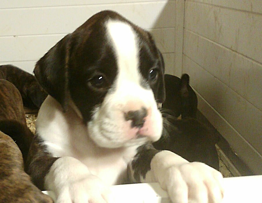 BOXER PUPPIES FOR SALE | Colorado Springs | Beyond Beautiful Boxers