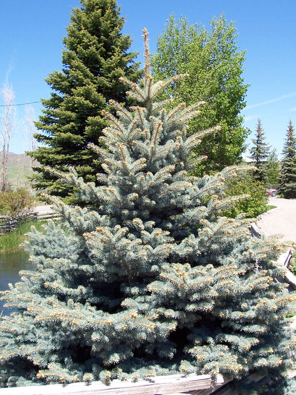 Spruce, Fat Albert | Webb Landscaping