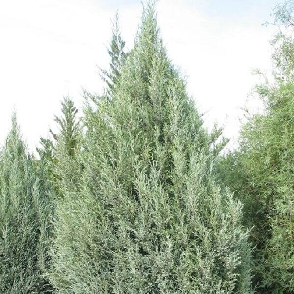 Juniper, Rocky Mountain | Webb Landscape Inc.