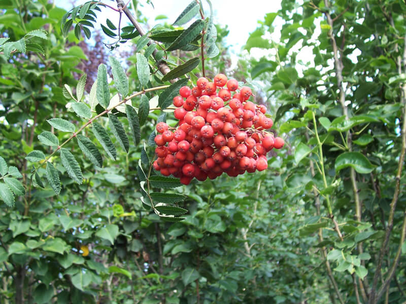 Mountain Ash, Cardinal Royal | Webb Landscape Inc.