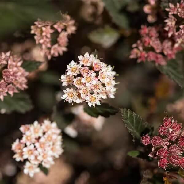 Ninebark, Little Devil | Webb Landscape Inc.