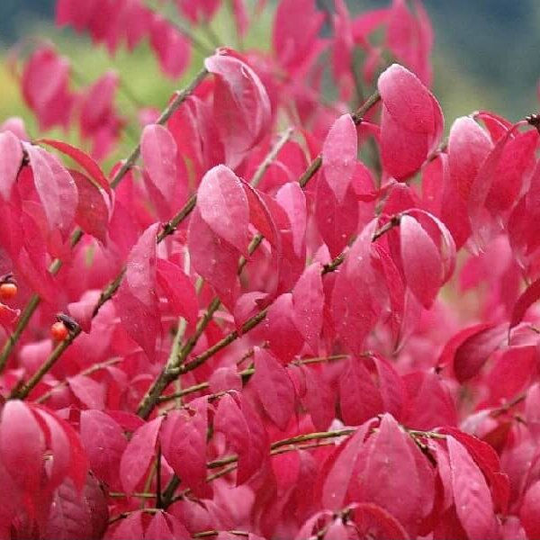 Burning Bush, Dwarf | Webb Landscaping