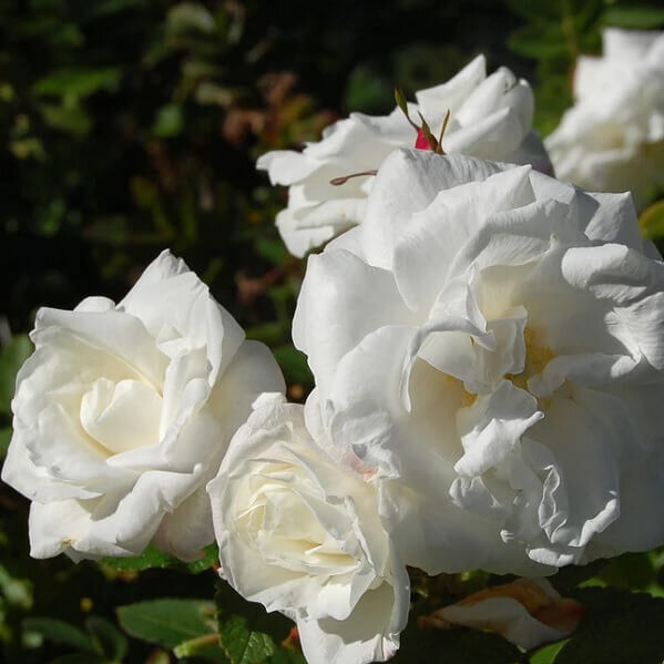 Rose, Marie Bugnet | Webb Landscape Inc.