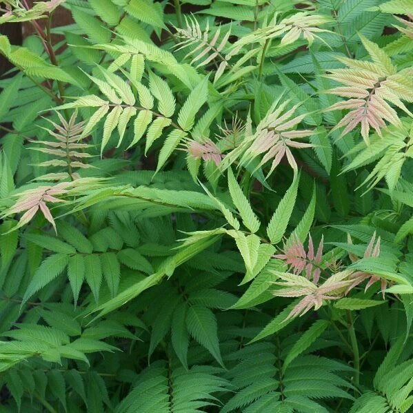 Spirea, Sem Dwarf Ash Leaf | Webb Landscaping