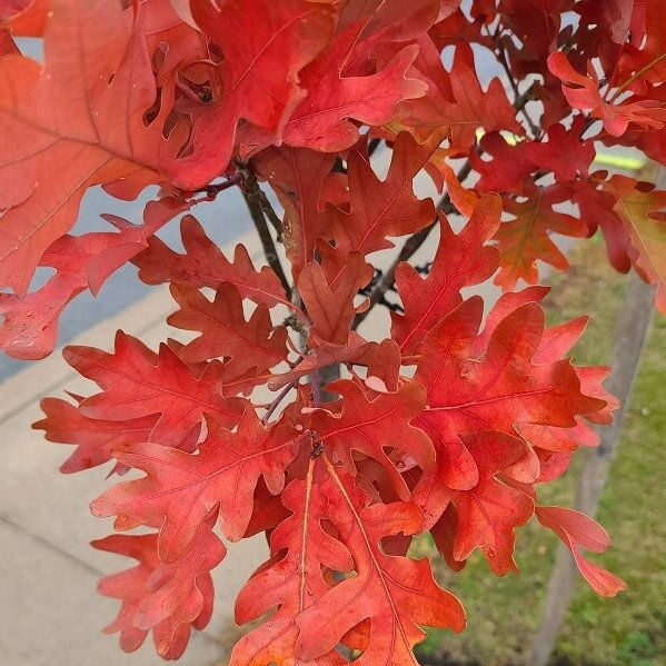 Oak, Crimson Spire | Webb Landscape Inc.