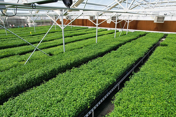 AVAILABILITY | Citrus Tree Source