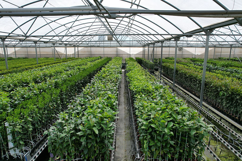 HOME | Citrus Tree Source